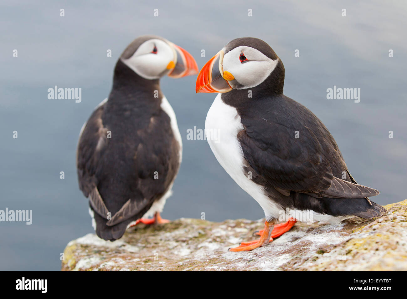 Atlantic puffin, Common puffin (Fratercula arctica), two common puffins ...