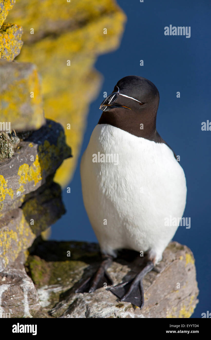 razorbill (Alca torda), on a ledge, Iceland, Vestfirdir, Hvallaetur ...