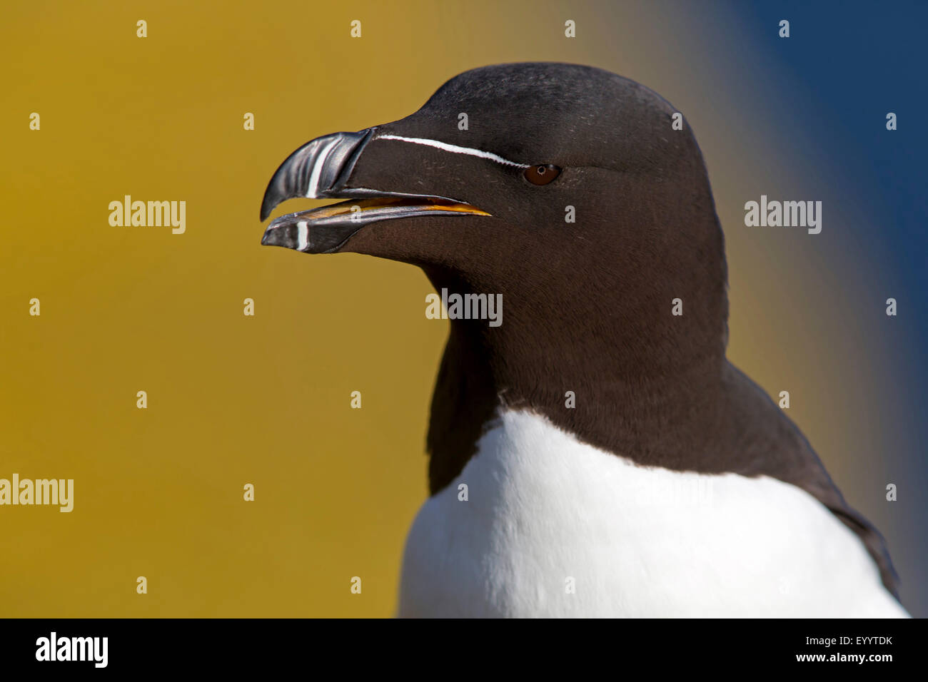Razorbill hi-res stock photography and images - Alamy