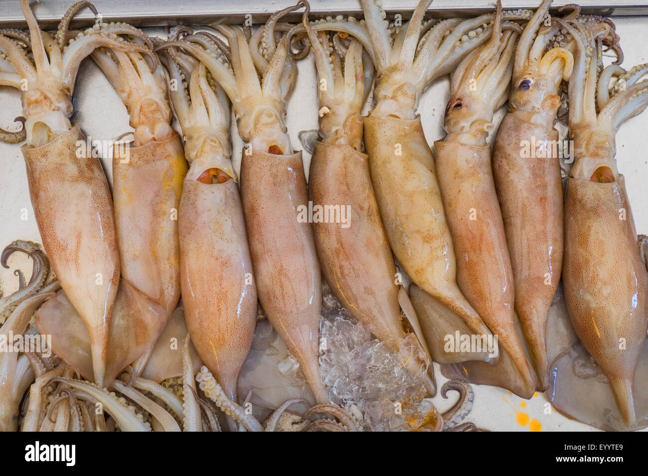 cuttlefishes at the Talad Rom Hoob Market near Bangkok, Thailand Stock ...