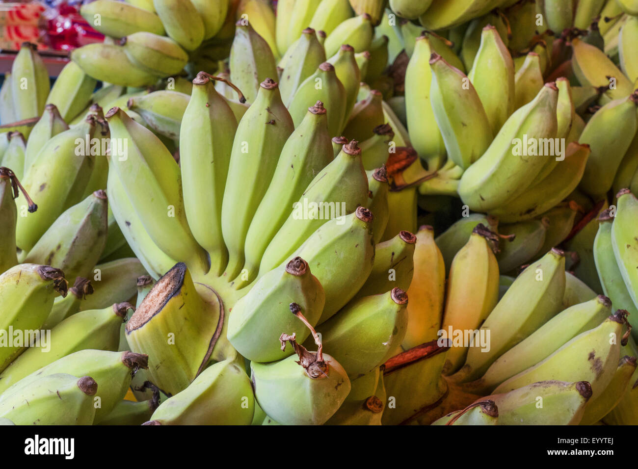 baby bananas at the Talad Rom Hoob Market near Bangkok, Thailand Stock ...