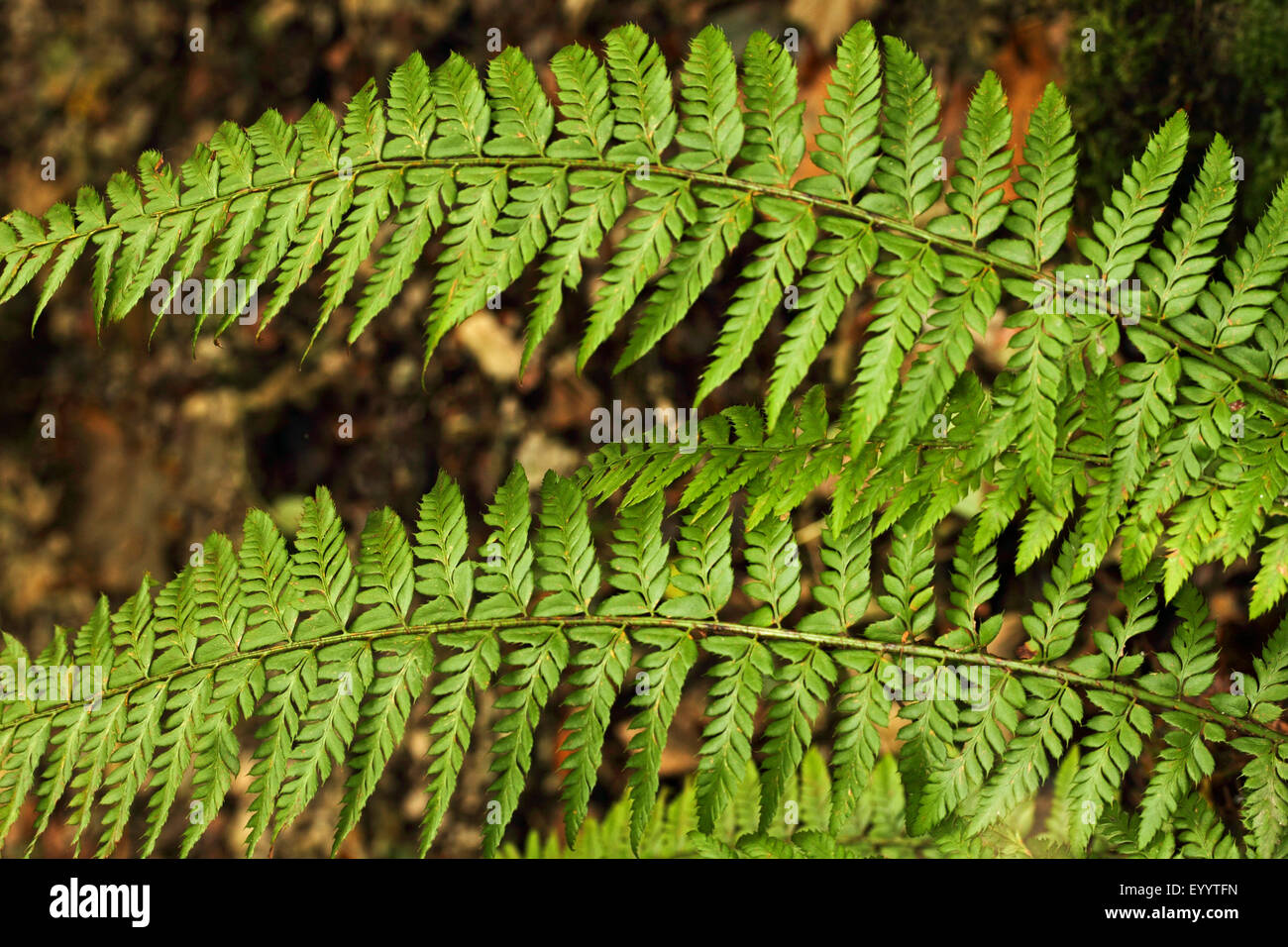 hard shield fern (Polystichum aculeatum), two fronds, Germany Stock ...