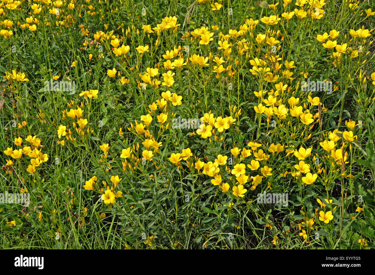 Golden flax hi-res stock photography and images - Alamy