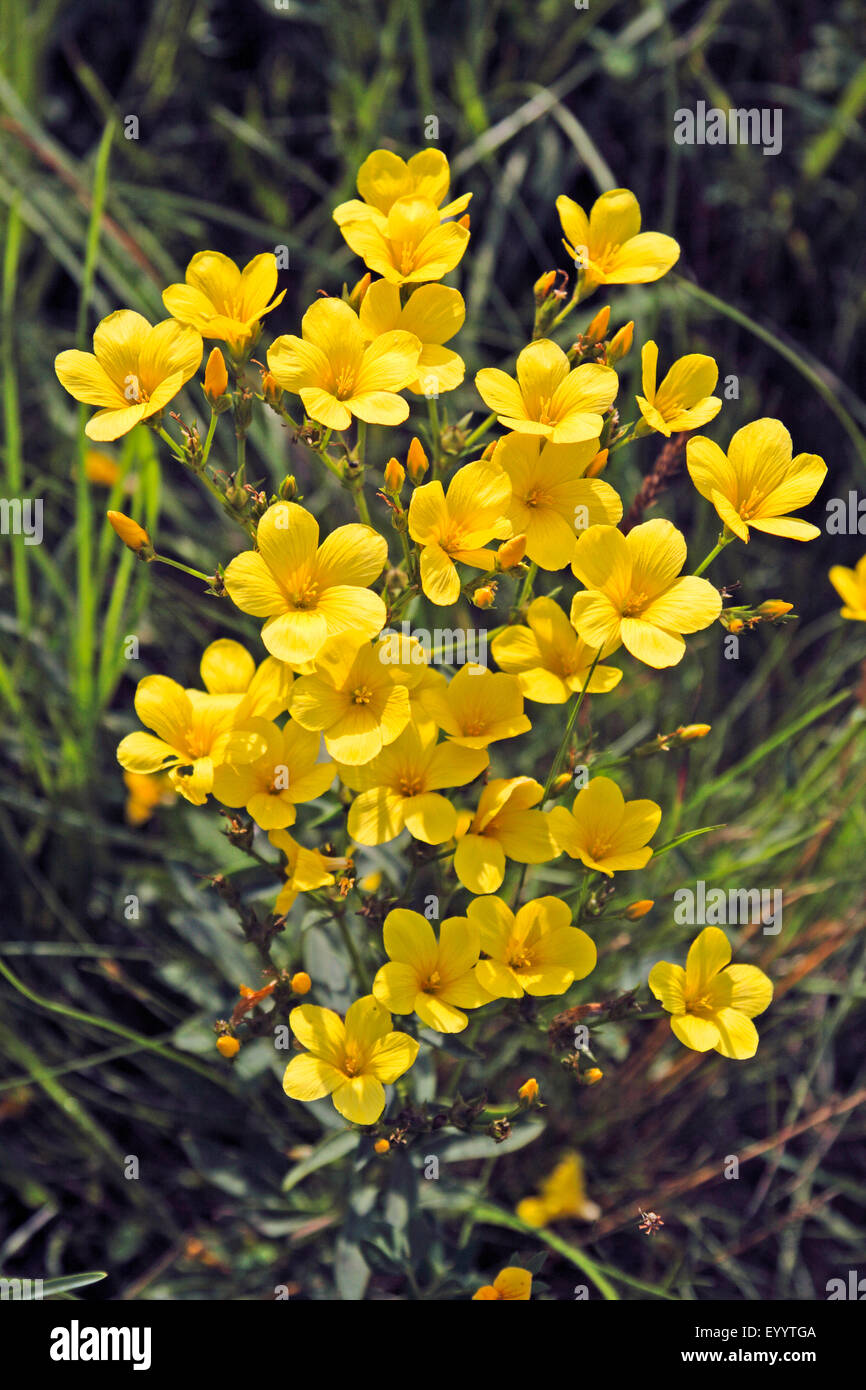 Golden flax hi-res stock photography and images - Alamy