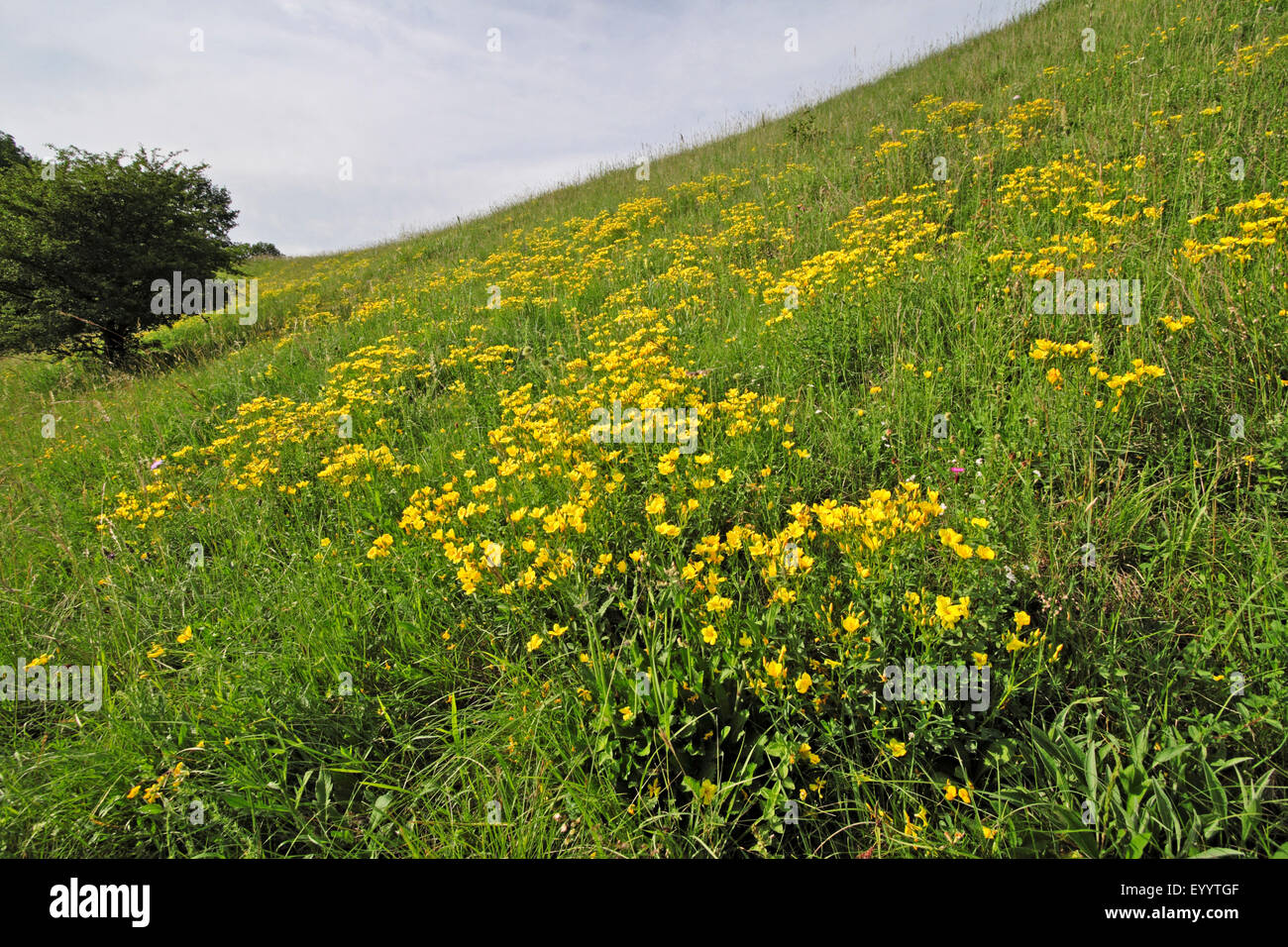 Golden flax, Yellow flax (Linum flavum), blooming, Germany Stock Photo ...