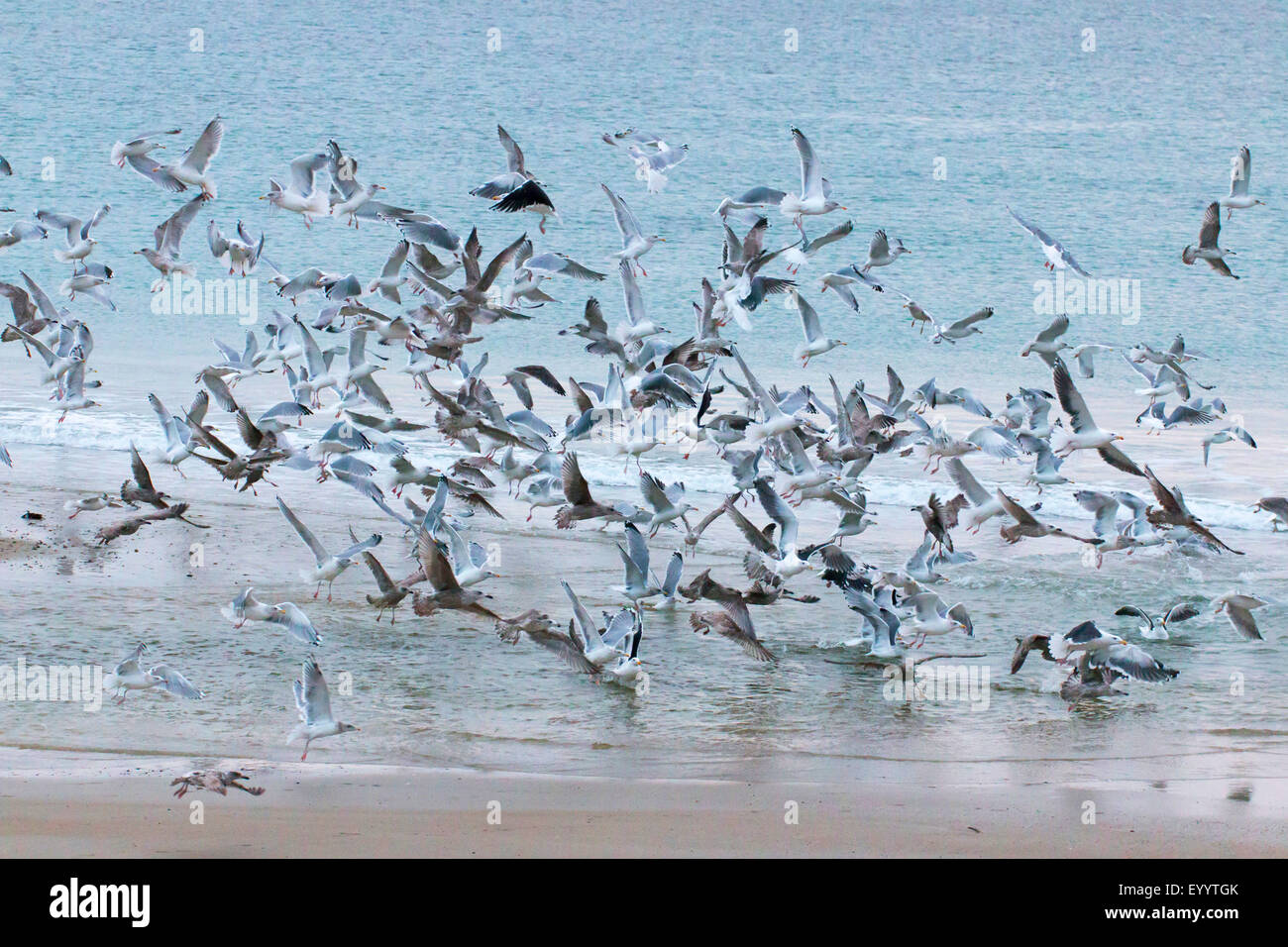 Searching seagulls hi-res stock photography and images - Alamy