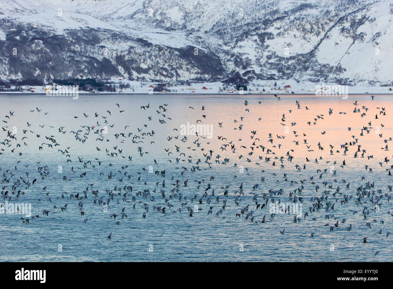 Grotfjorden hi-res stock photography and images - Alamy