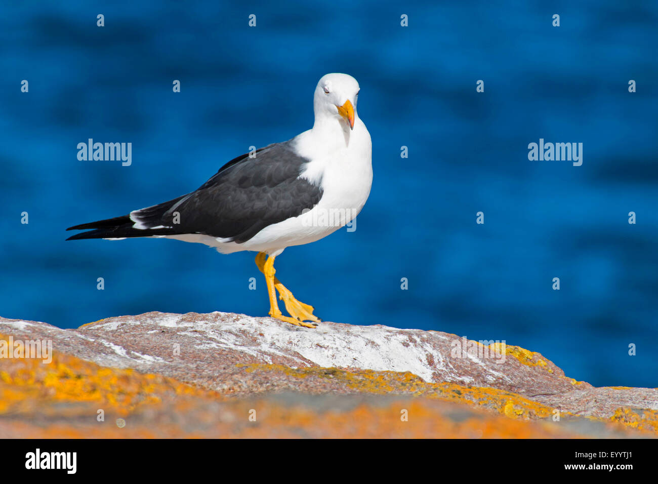 Pacific gull (Gabianus pacificus, Larus pacificus), ona rock by the sea ...