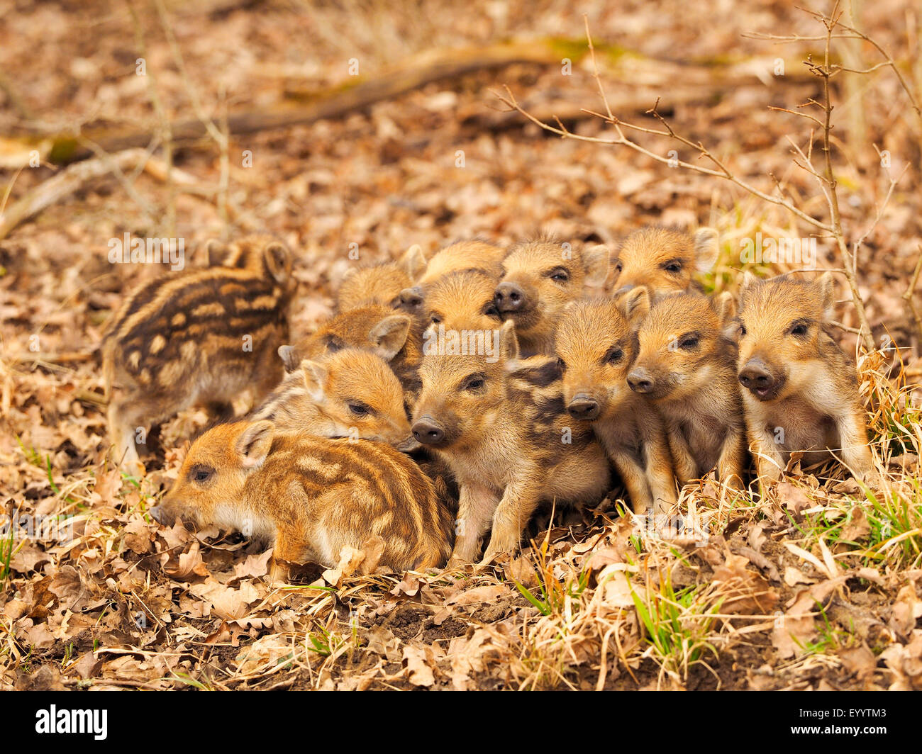 Baby animals in spring hi-res stock photography and images - Alamy