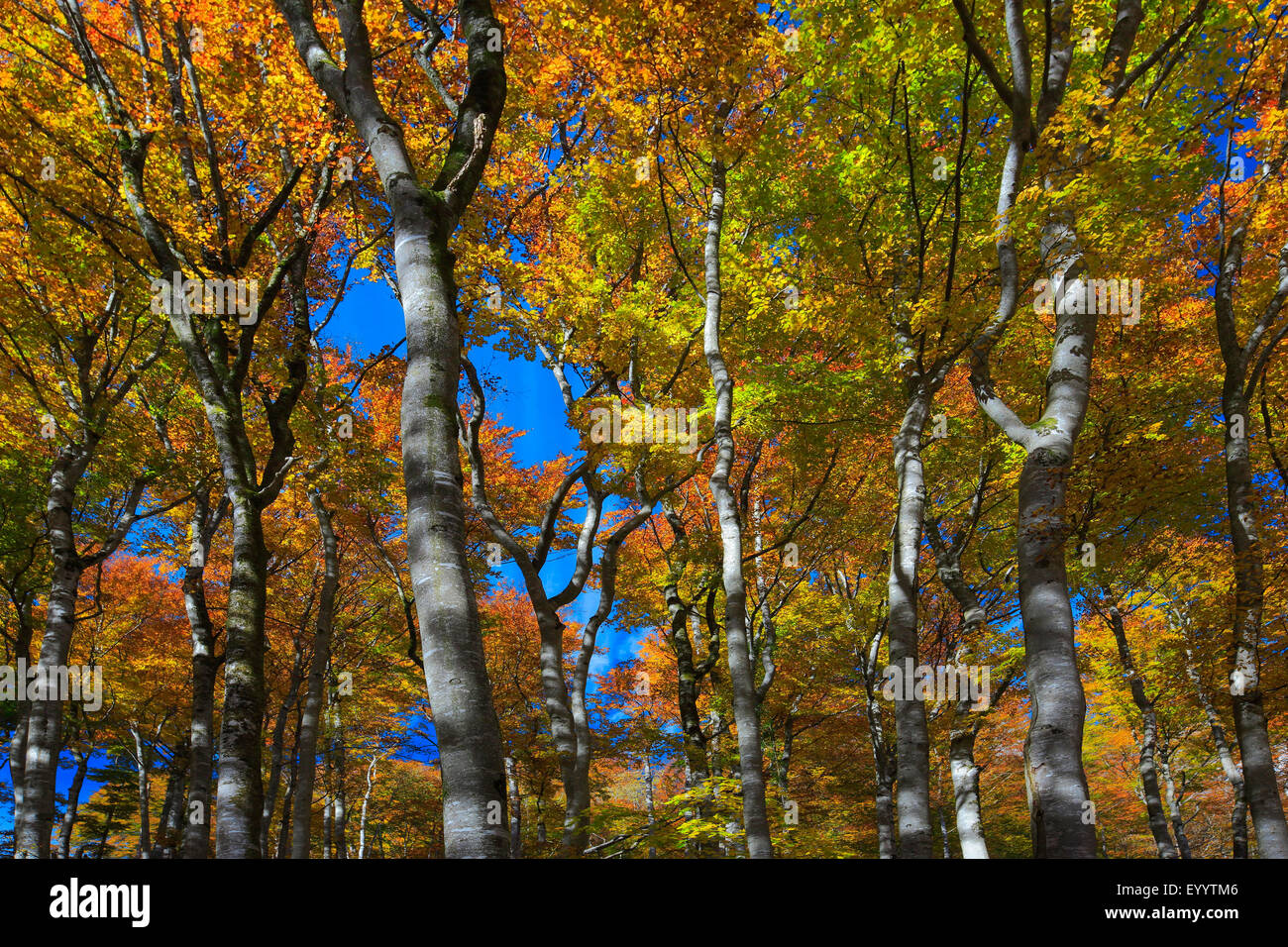common beech (Fagus sylvatica), beech wood in autumn, Switzerland Stock ...