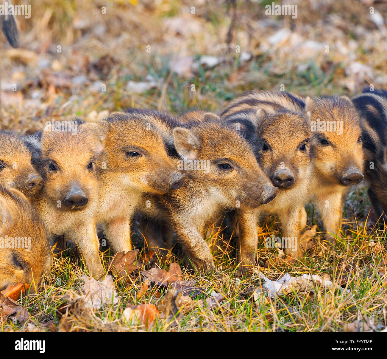 wild boar, pig, wild boar (Sus scrofa), runts in spring, Germany, Baden ...