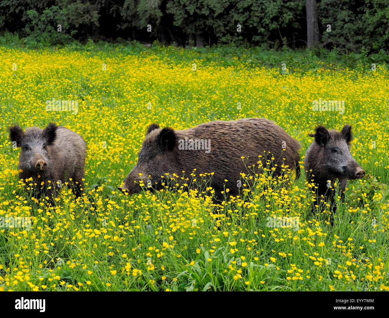 wild boar, pig, wild boar (Sus scrofa), wild boars in a flower meadow ...