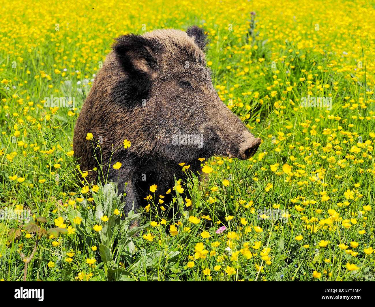 wild boar, pig, wild boar (Sus scrofa), wild sow in a flower meadow in ...