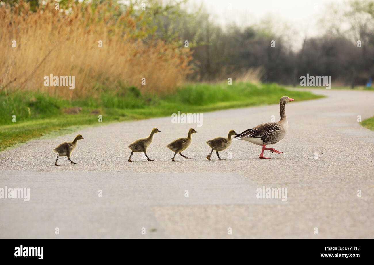 greylag goose (Anser anser), greylag goose with chicks crossing a ...
