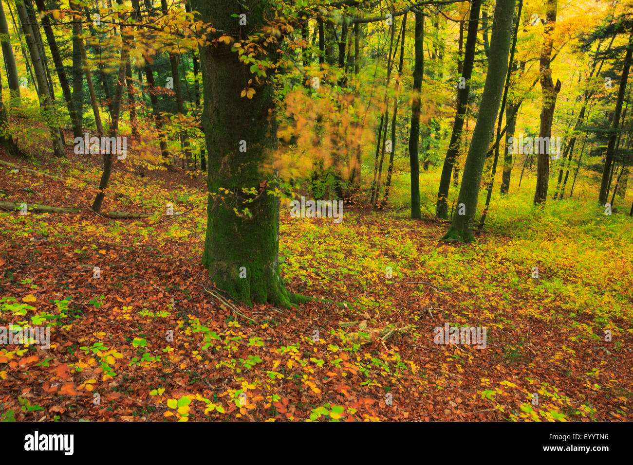 Beech wood colour hi-res stock photography and images - Alamy