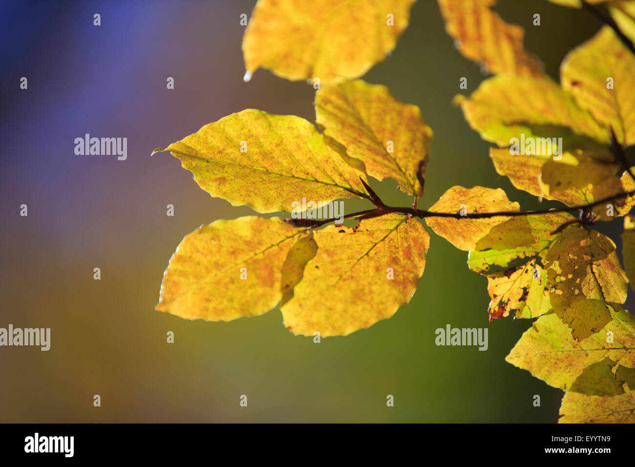 common beech (Fagus sylvatica), beech twig with leaves in autumn ...