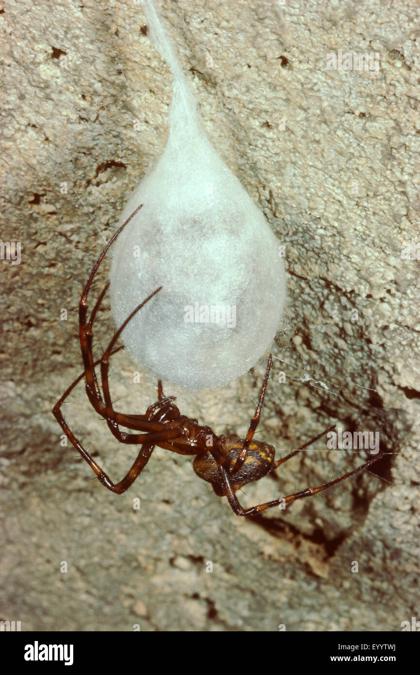 European cave spider, Orbweaving cave spider, Cave orbweaver, Cave ...