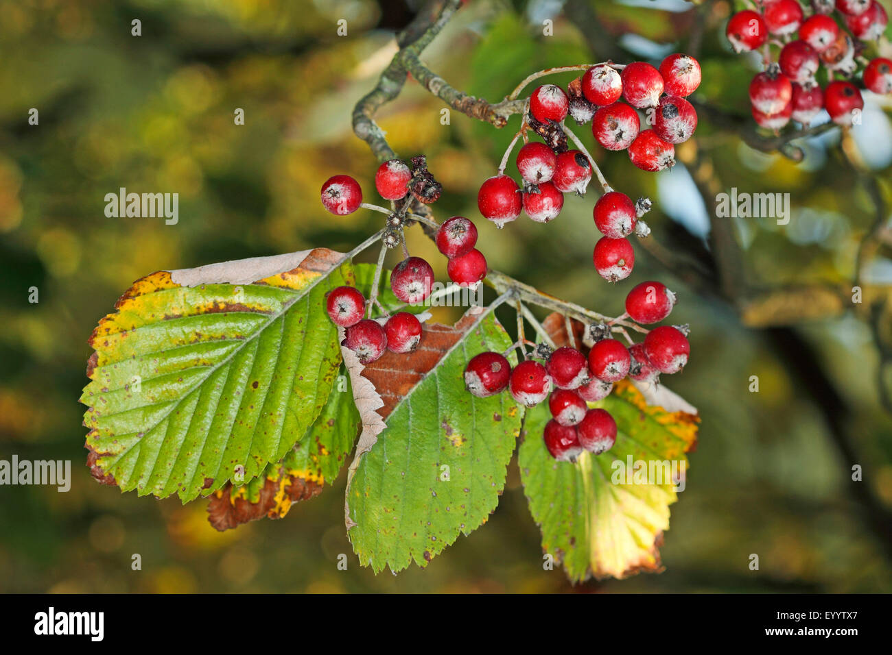 common whitebeam (Sorbus aria), fruits on a twig, Germany Stock Photo ...
