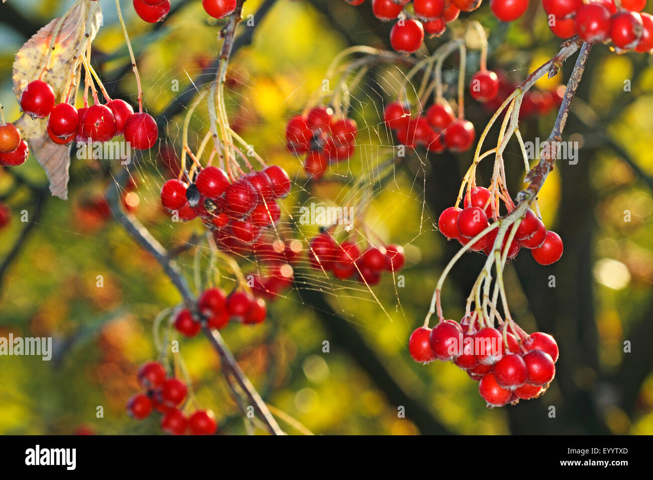 Common whitebeams hi-res stock photography and images - Alamy