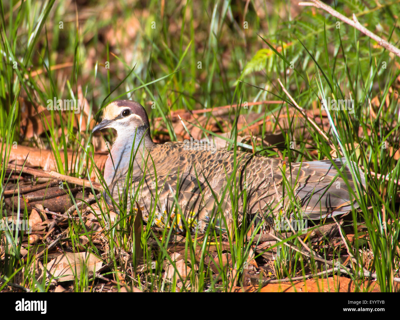 Brush bronzewing (Phaps elegans), sits on the ground, Australia ...
