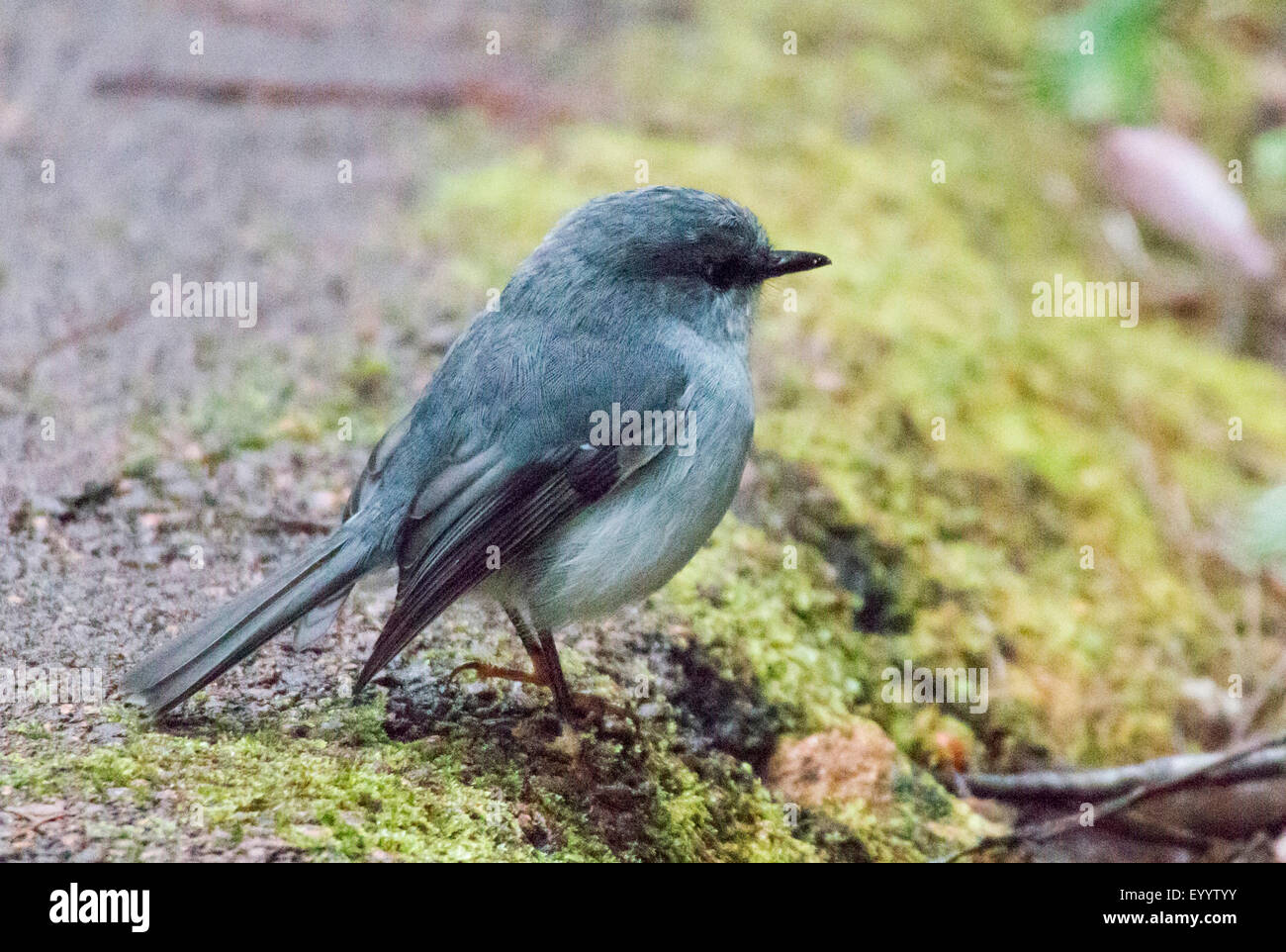 White breasted robin hi-res stock photography and images - Alamy