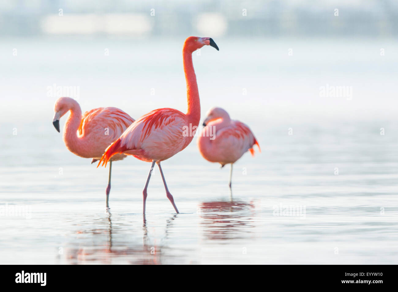 Chilean flamingo (Phoenicopterus chilensis), group stands in shallow ...