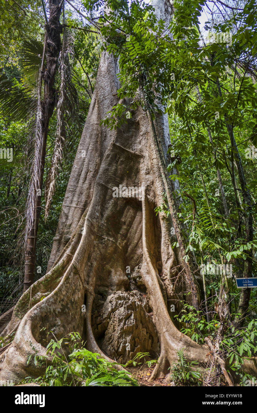 Tree with buttress roots in rain forest hi-res stock photography and ...