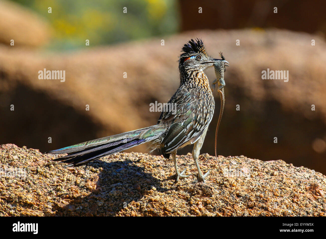 Lesser road-runner (Geococcyx velox), with caught lizzard in its bill ...