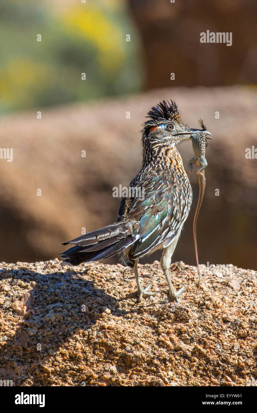 Arizona bill hi-res stock photography and images - Alamy