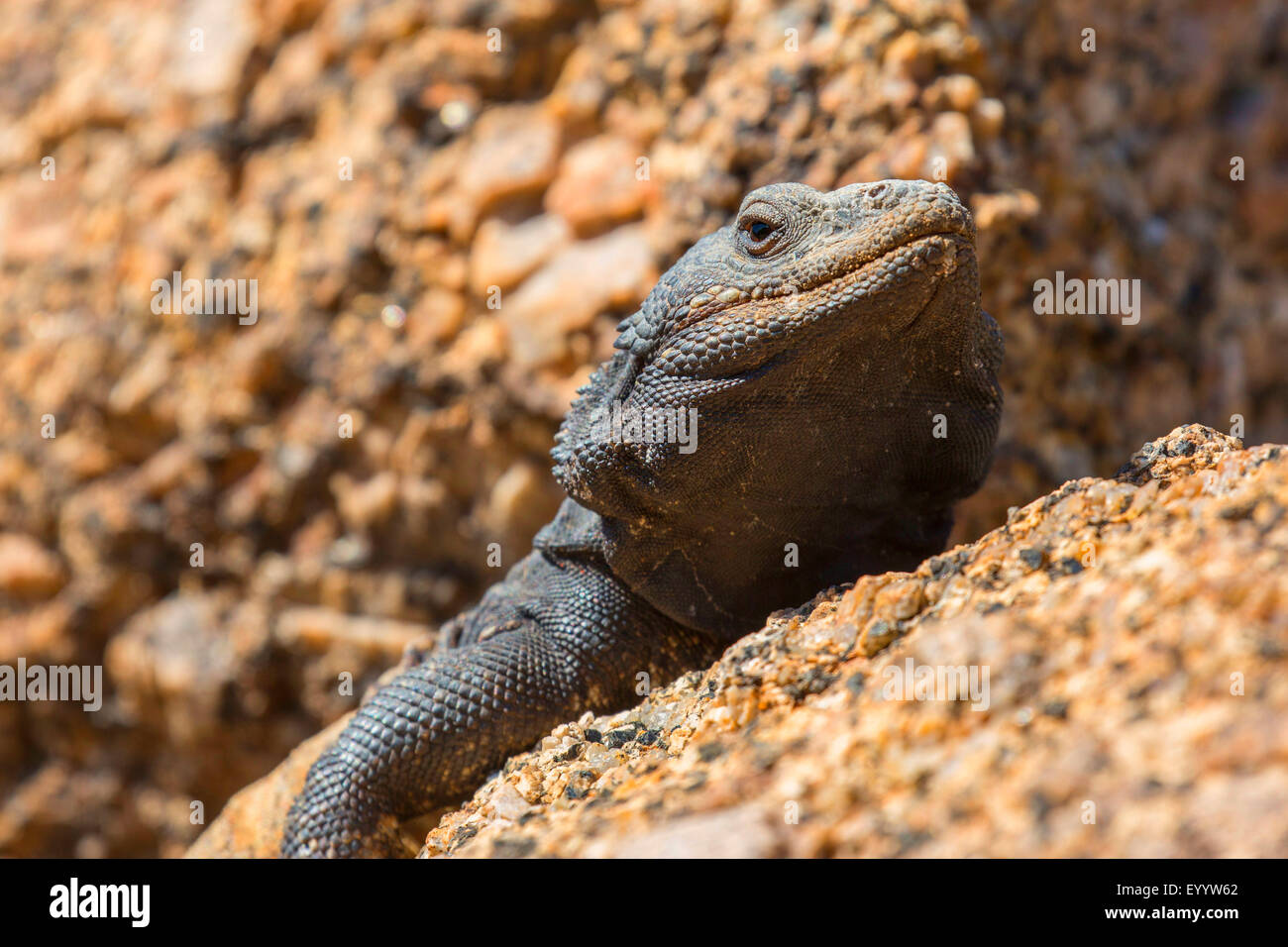 chuckwallas (Sauromalus spec.), male, portrait, USA, Arizona, Pinnacle ...