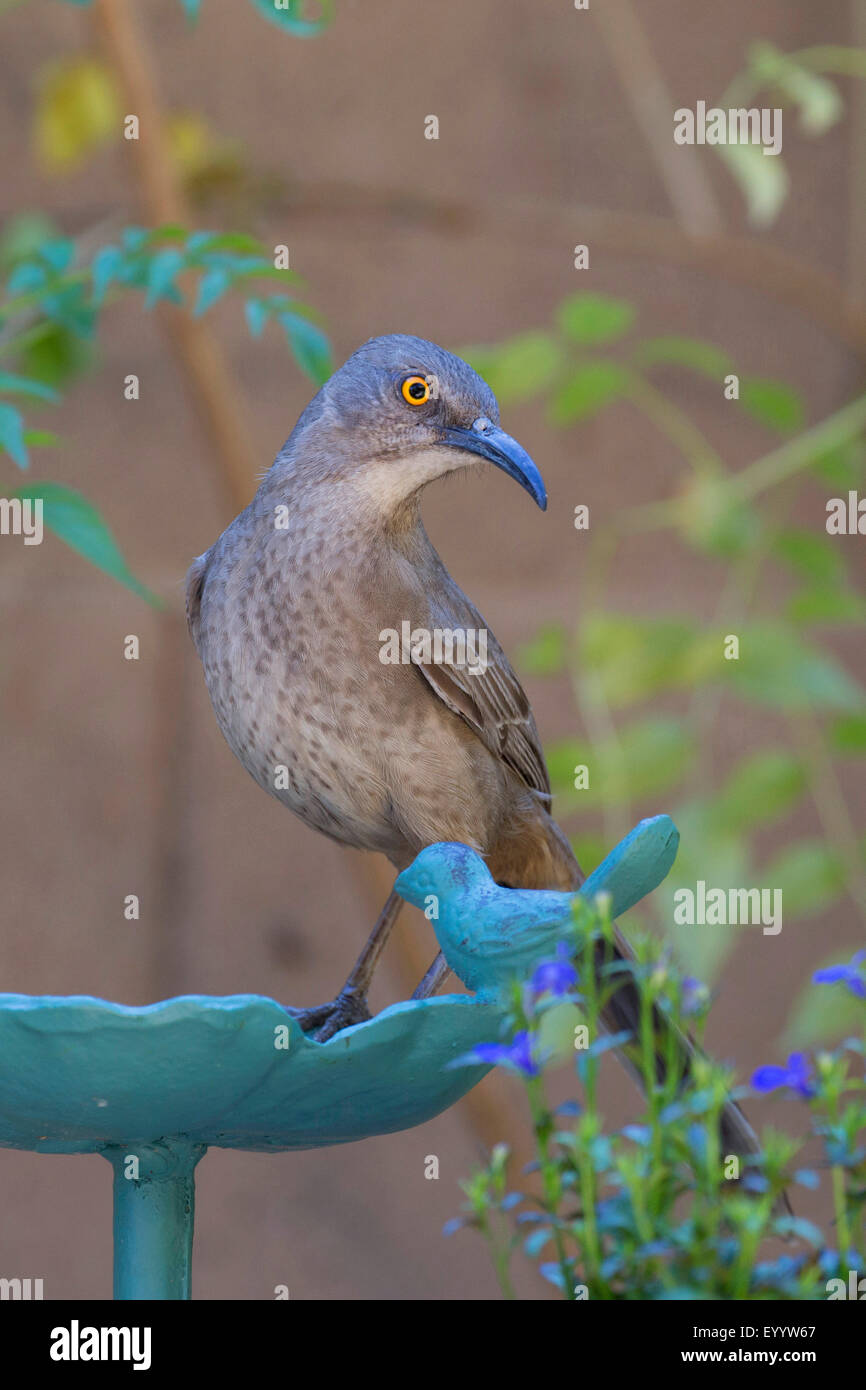 Female grackle hi-res stock photography and images - Alamy