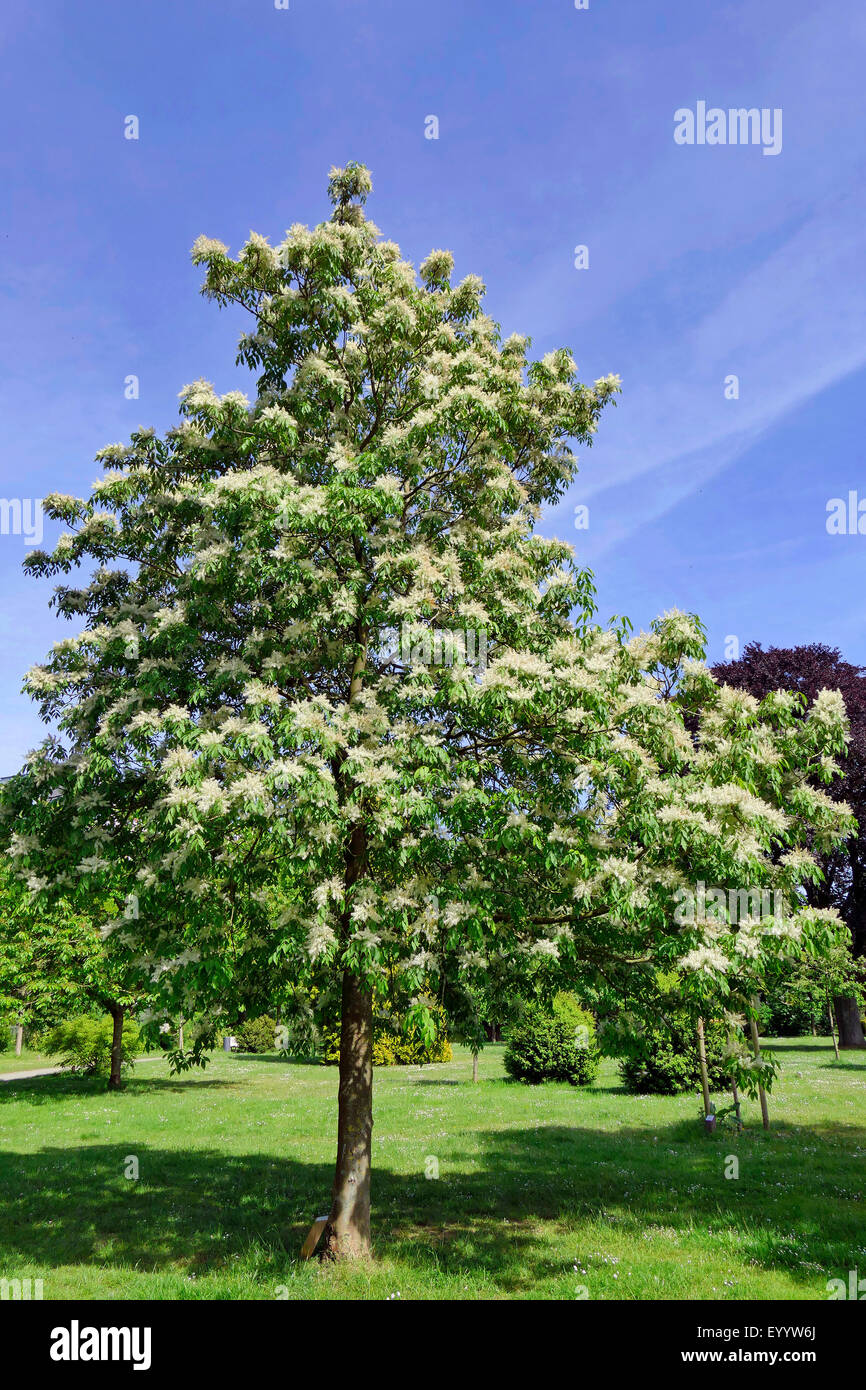 Chinese flowering ash (Fraxinus paxiana), blooming Stock Photo - Alamy