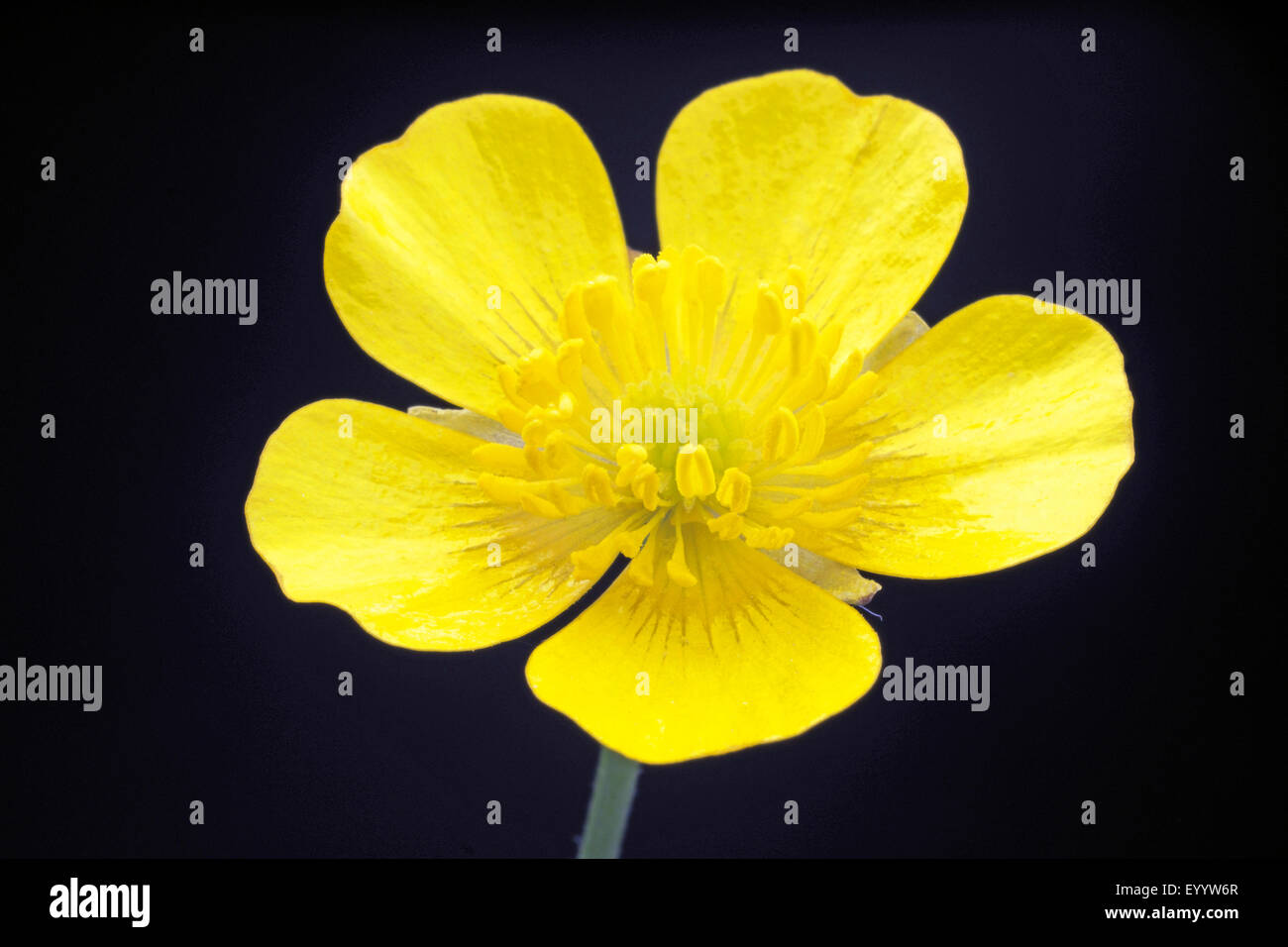 tall buttercup, upright meadow crowfoot (Ranunculus acris), flower ...