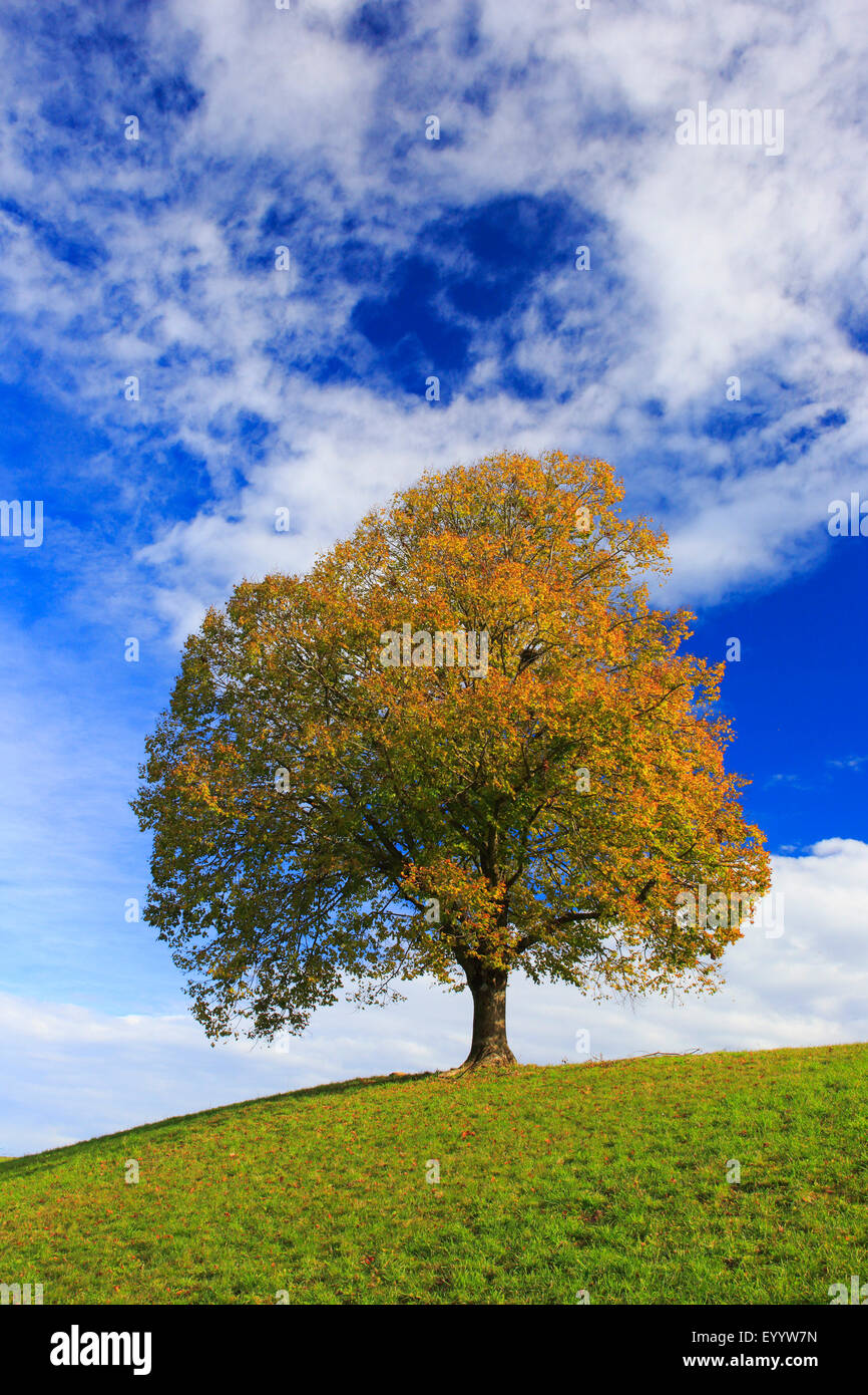 Tree leaves in sunshine hi-res stock photography and images - Alamy
