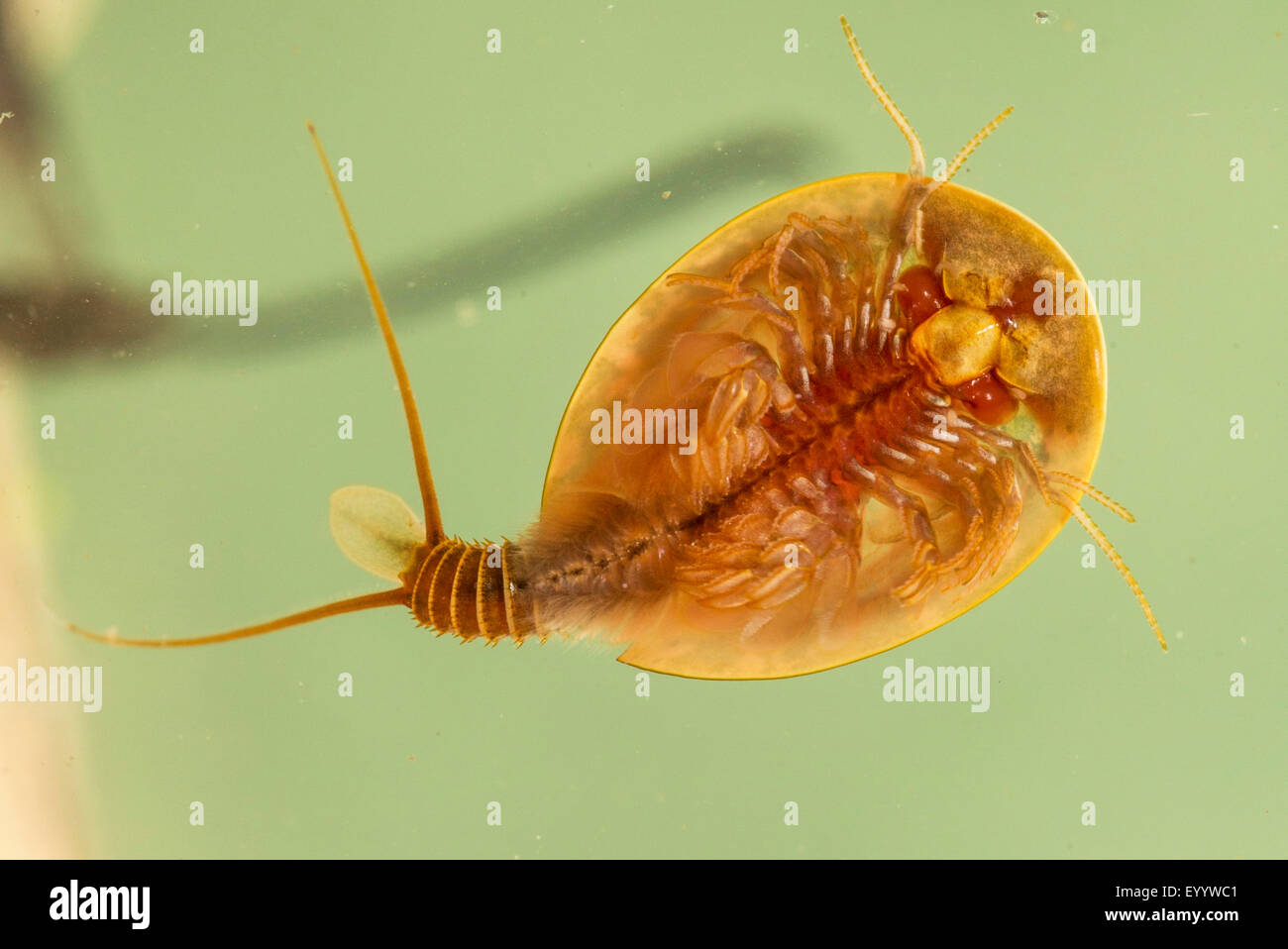 Lepidurus apus hi-res stock photography and images - Alamy