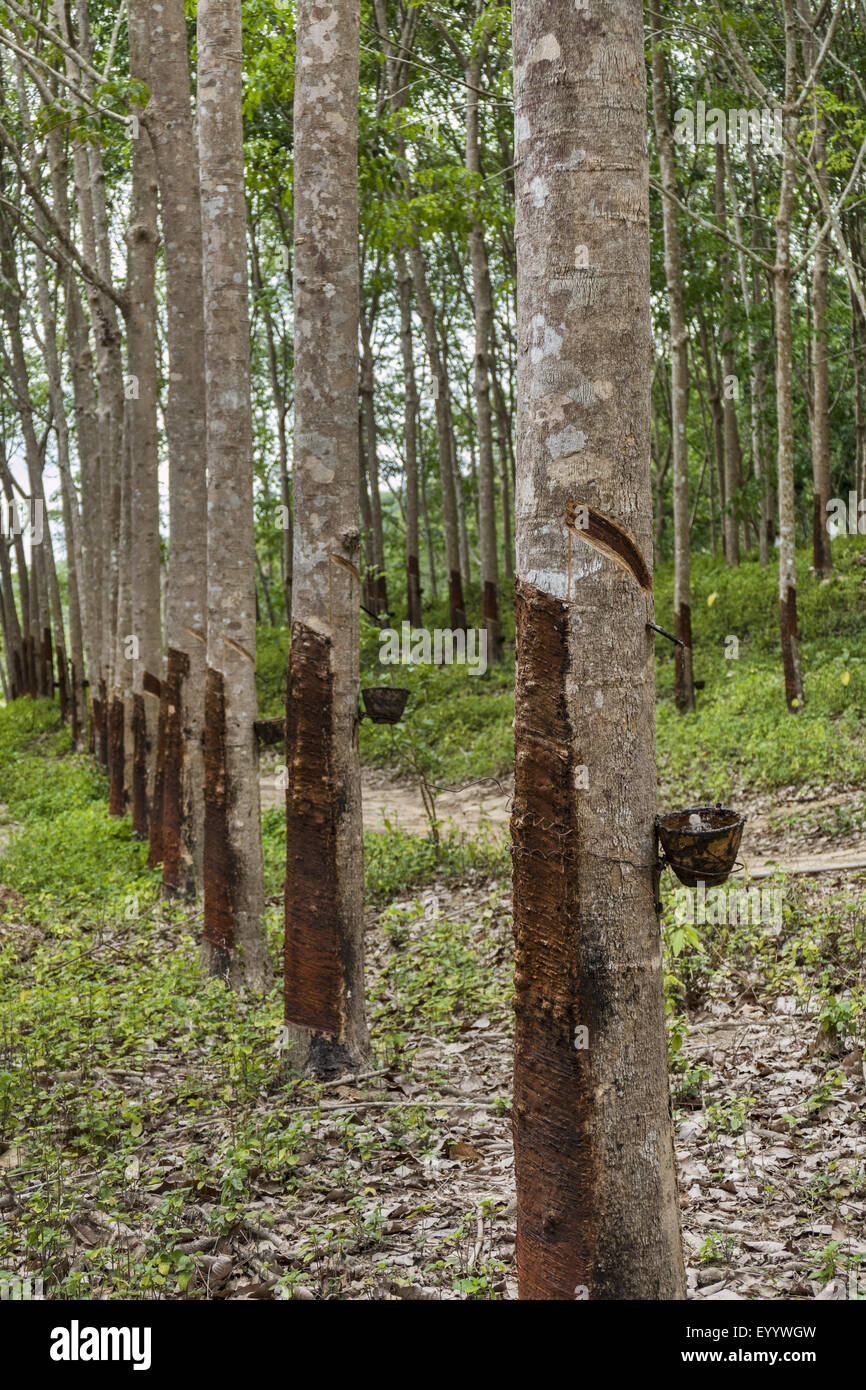 Latex plants hi-res stock photography and images - Alamy