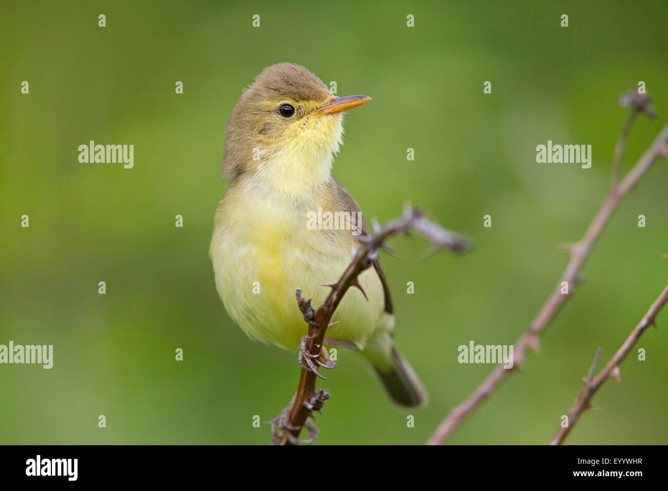 Melodious warblers hi-res stock photography and images - Alamy