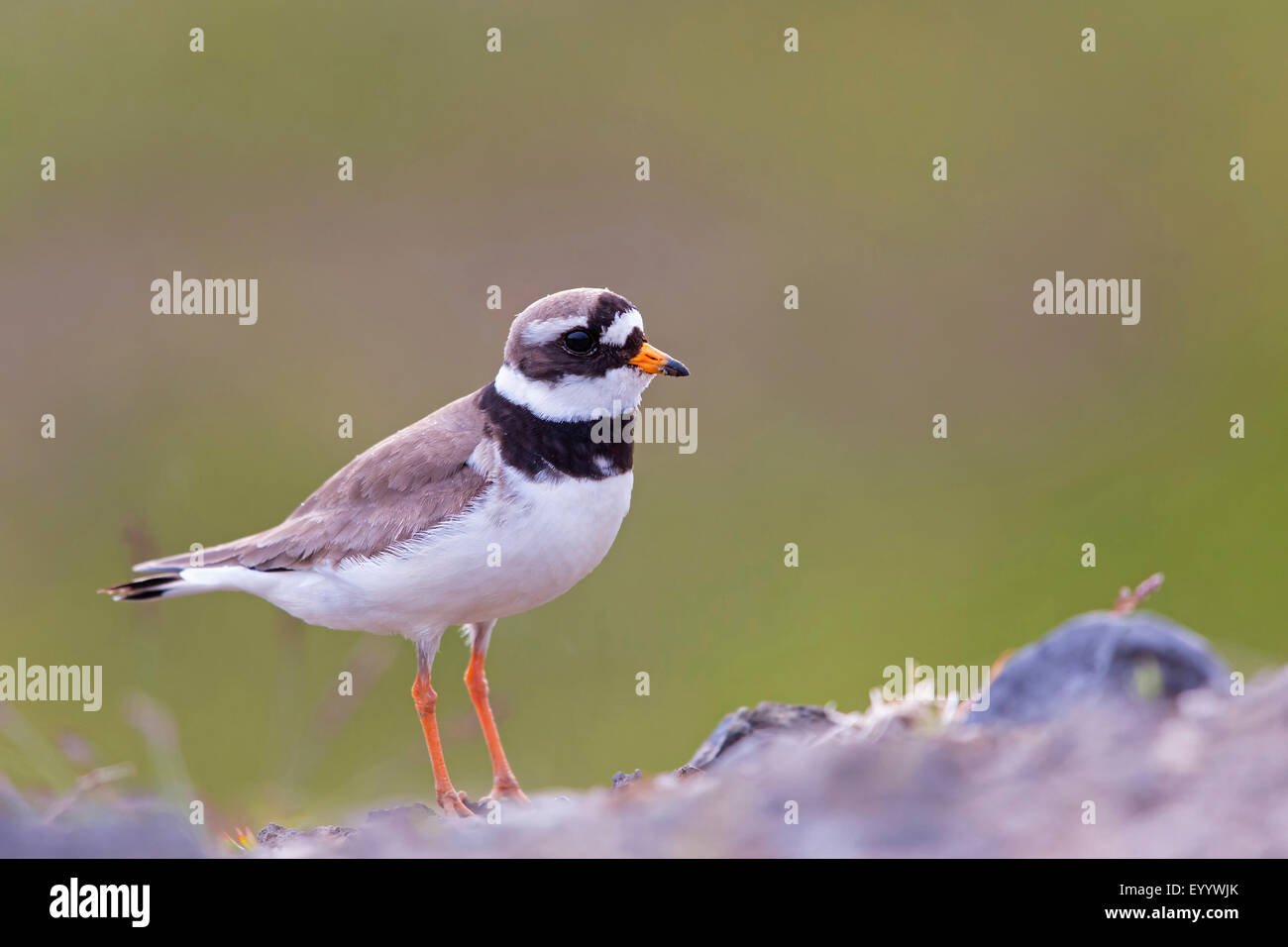 ringed plover (Charadrius hiaticula), stands on the ground, Iceland ...