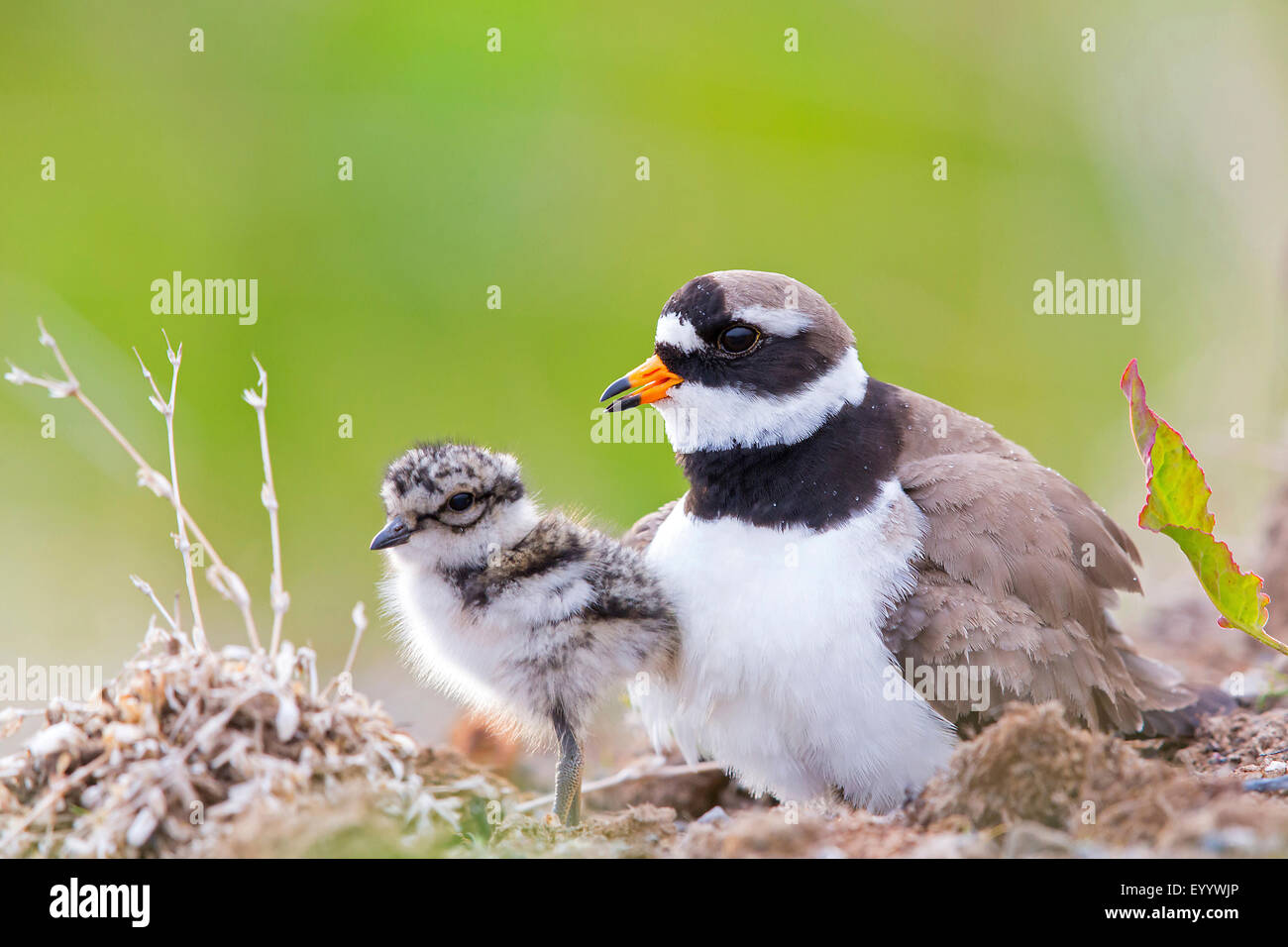 Baby plover hi-res stock photography and images - Alamy