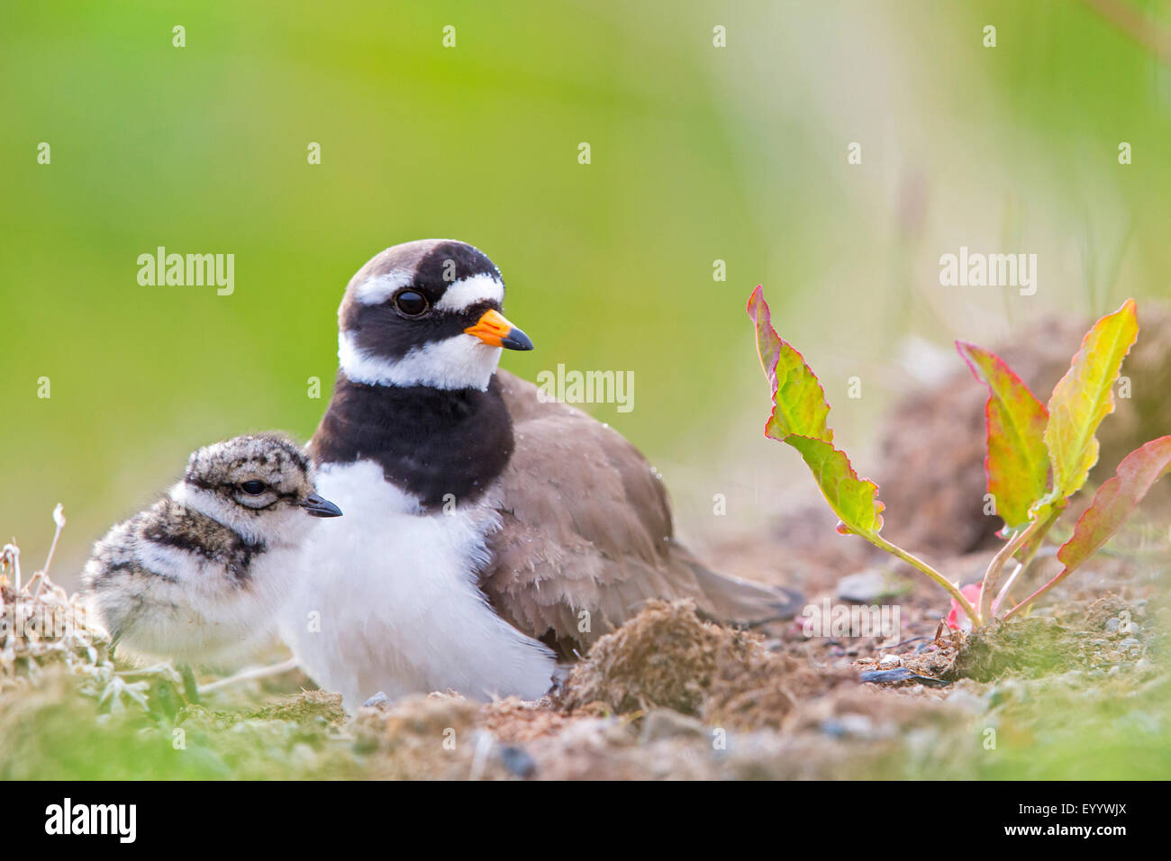 ringed plover (Charadrius hiaticula), adult with chick, Iceland, Husavi ...