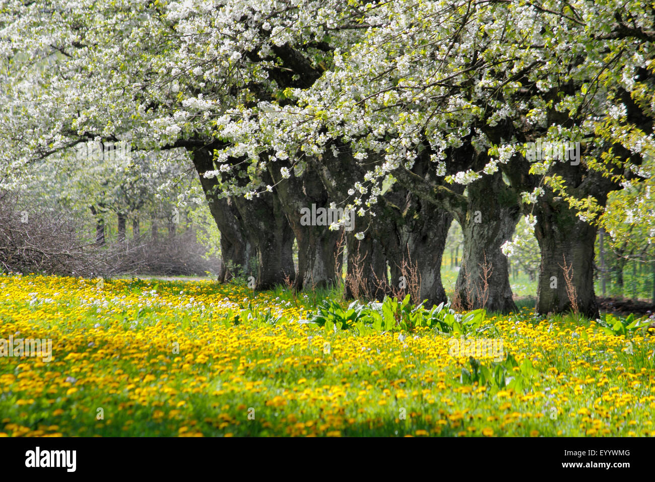 Old Cherry Tree High Resolution Stock Photography and Images - Alamy