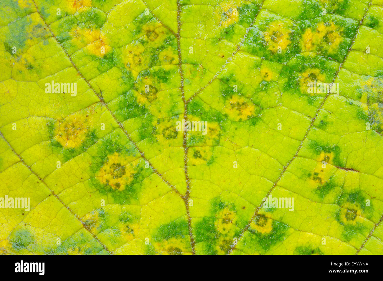 Hazel structure hi-res stock photography and images - Alamy