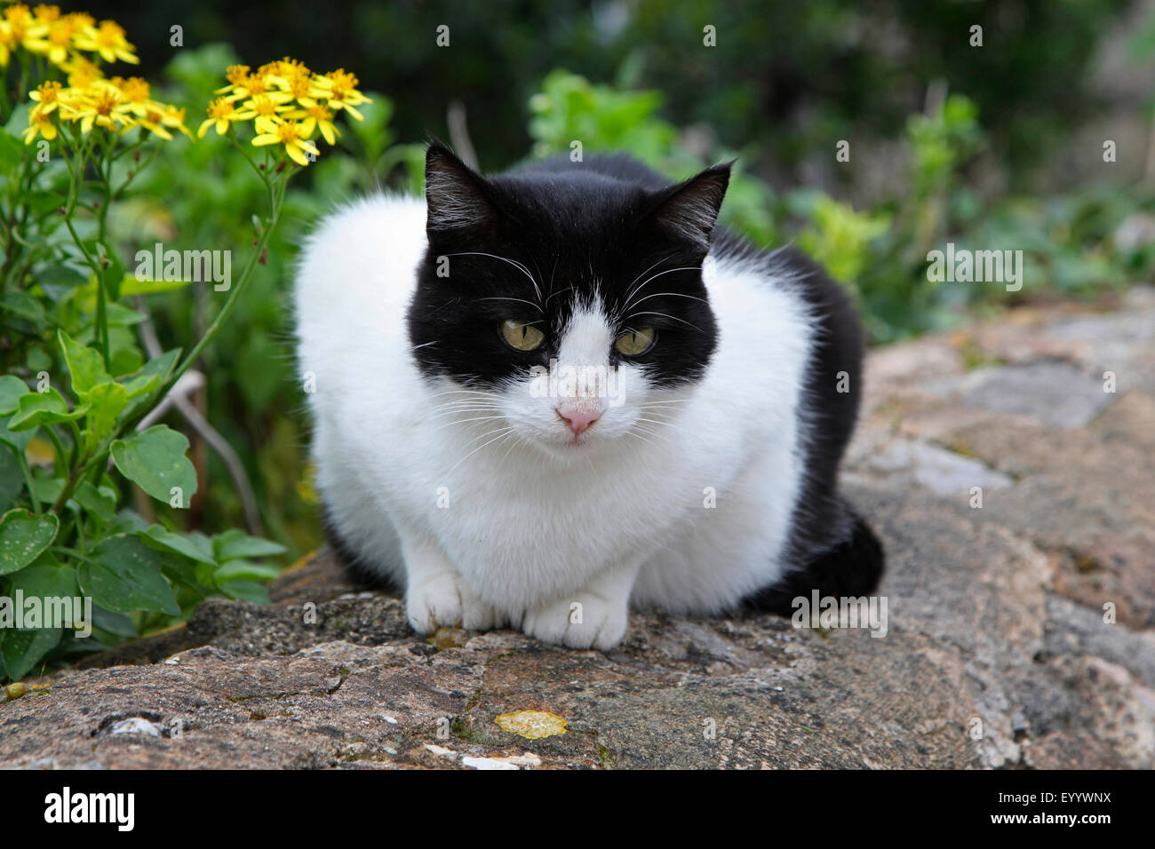 Black and white spotted cat lying on a wall hi-res stock photography ...