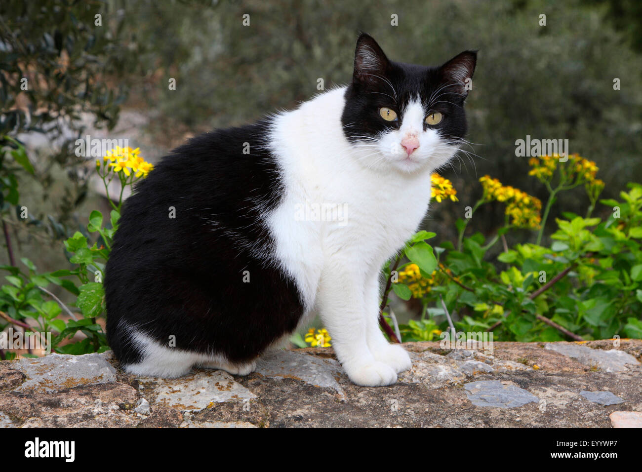 Domestic cat felis silvestris catus sitting in a garden hi-res stock ...