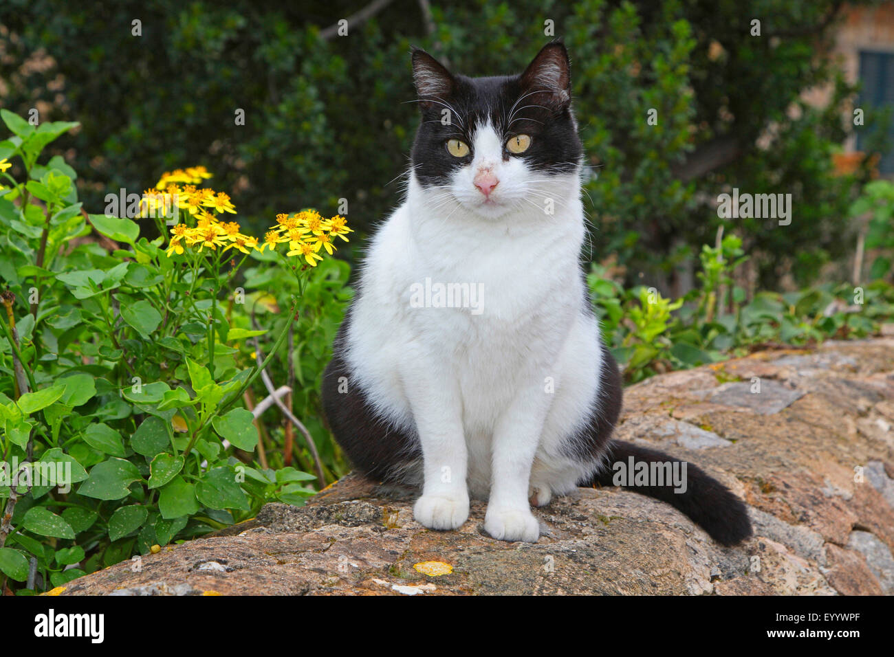 domestic cat, house cat (Felis silvestris f. catus), black and white ...