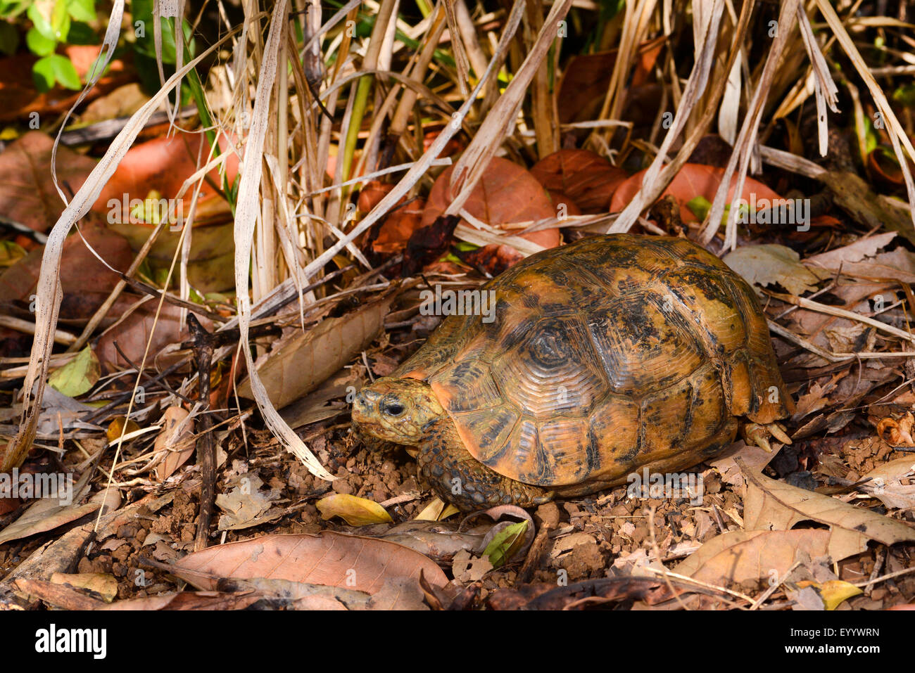 Bell's hingeback tortoise (Kinixys belliana), on the ground, Madagascar ...