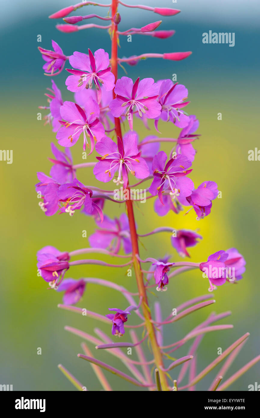 Fireweed, blooming sally, Rosebay willow-herb, Great willow-herb ...