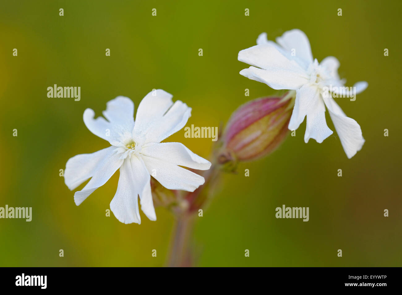 White Campion (Silene latifolia subsp. alba, Silene alba, Silene ...