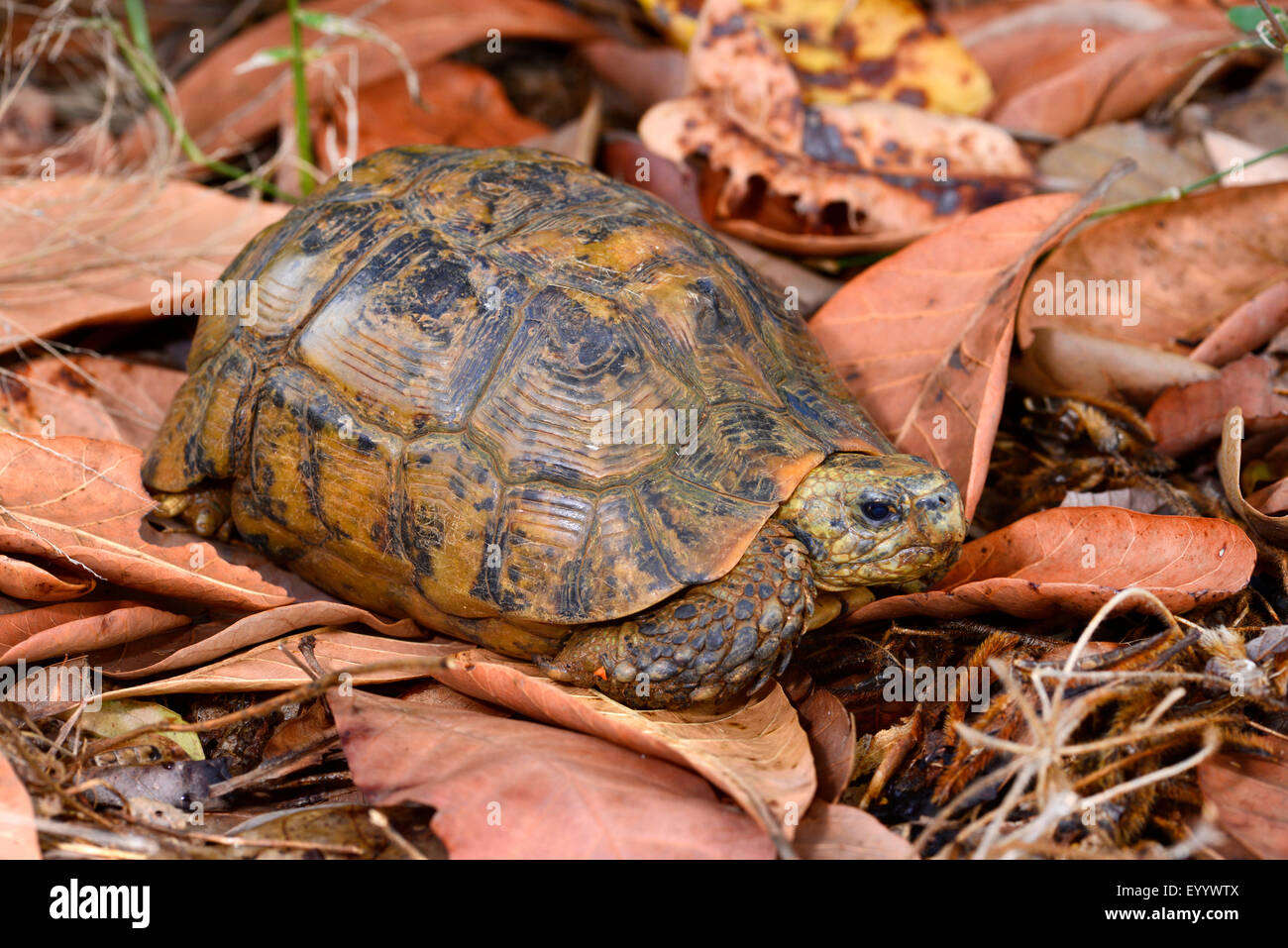 Bell's hingeback tortoise (Kinixys belliana), on the ground, Madagascar ...