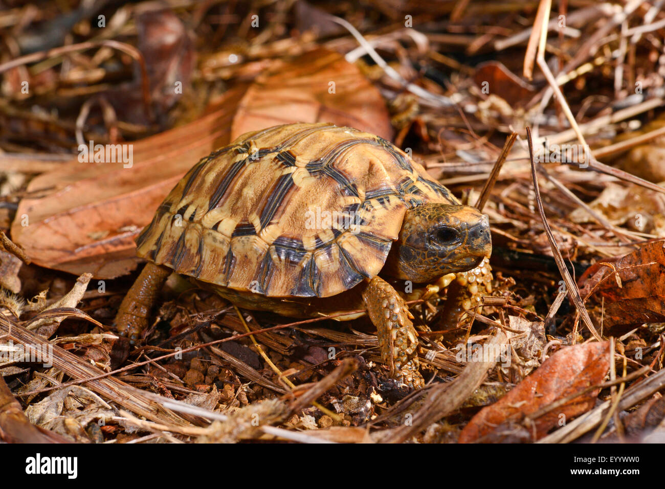 Bell's hingeback tortoise (Kinixys belliana), juvenile, Madagascar ...